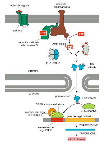 I sistemi di secondo messaggero